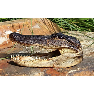Pen Kit Mall - Taxidermy Medium American Alligator Head (6-7 Inch) Authentic Florida Wildlife Real Animal Reptile Skull