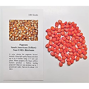 David's Garden Seeds Popcorn South American FBA-6732 (Yellow) 100 Non-GMO, Heirloom Seeds