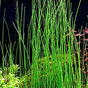 AQUARIUM PLANTS DISCOUNTS Potted Tall Hairgrass by AquaLeaf Aquatics - Easy Aquatic Live Plant