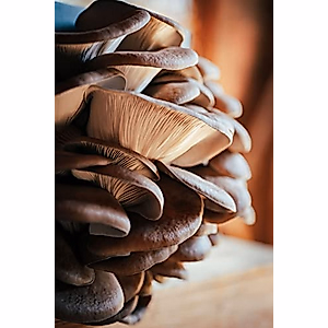 Hodgins Harvest Extra-Large Oyster Mushroom Grow Kit (7lbs) | USDA Certified Organic | Grow Your Own Delicious Gourmet Mushrooms at Home
