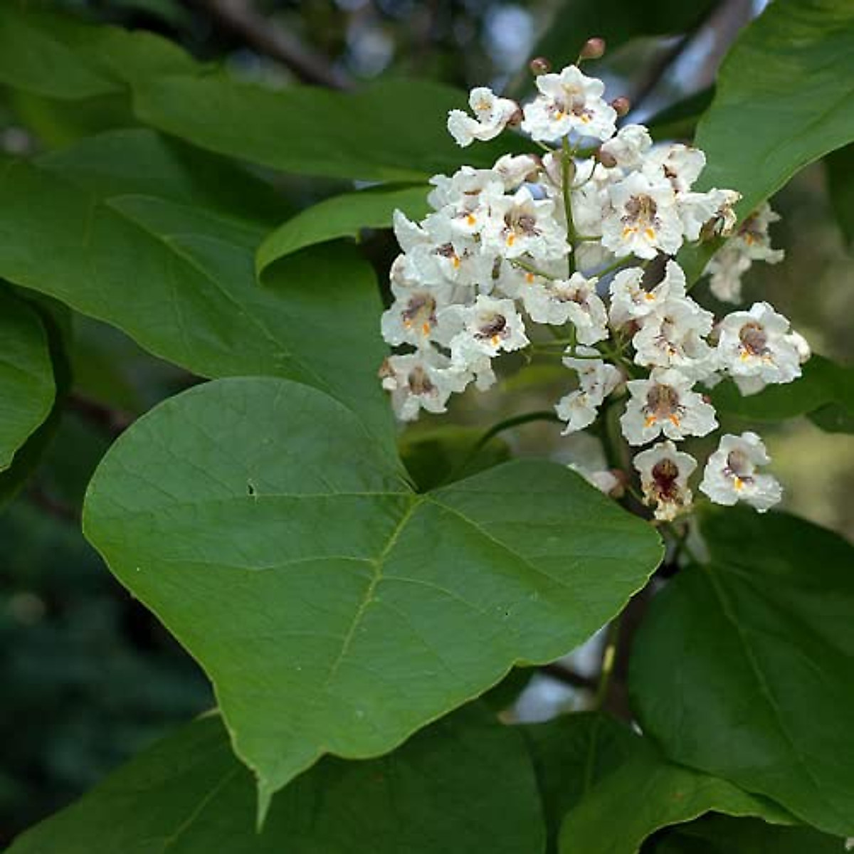 CHUXAY GARDEN 10 Seeds Catalpa Bignonioides,Southern Catalpa,Catawba,Indian Bean Tree Large Deciduous Tree Great for Ornamental Shade or Street Tree