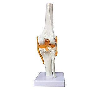 Human Functional Knee Joint Model, with Ligament, Life Size for Medical Teaching Learning, Clinic Demonstration, Kids Learning Education Display Tool