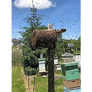 Swarm Rustler - Premium Swarm Lure - 2oz. Bottle for catching Honey Bee Swarms All Natural Swarm Lure