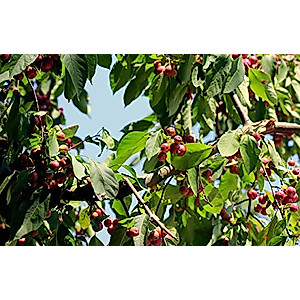 20 Paradise Apple Tree Seeds | Malus Pumila Fruit Seeds