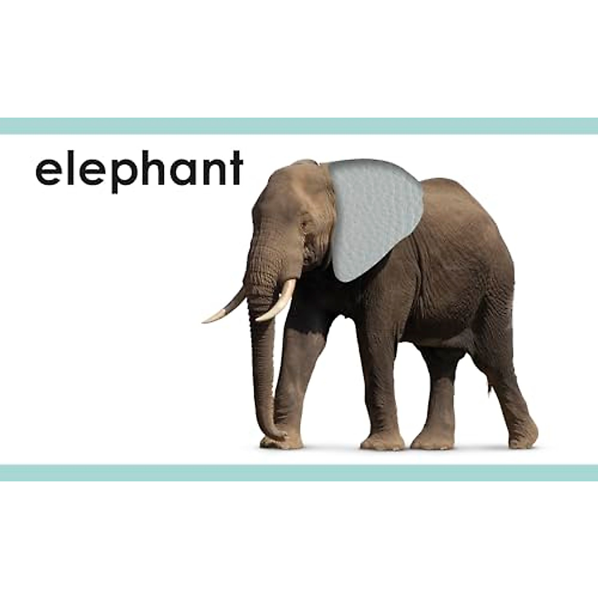 My First Touch and Feel Picture Cards: Animals (My First Board Books)