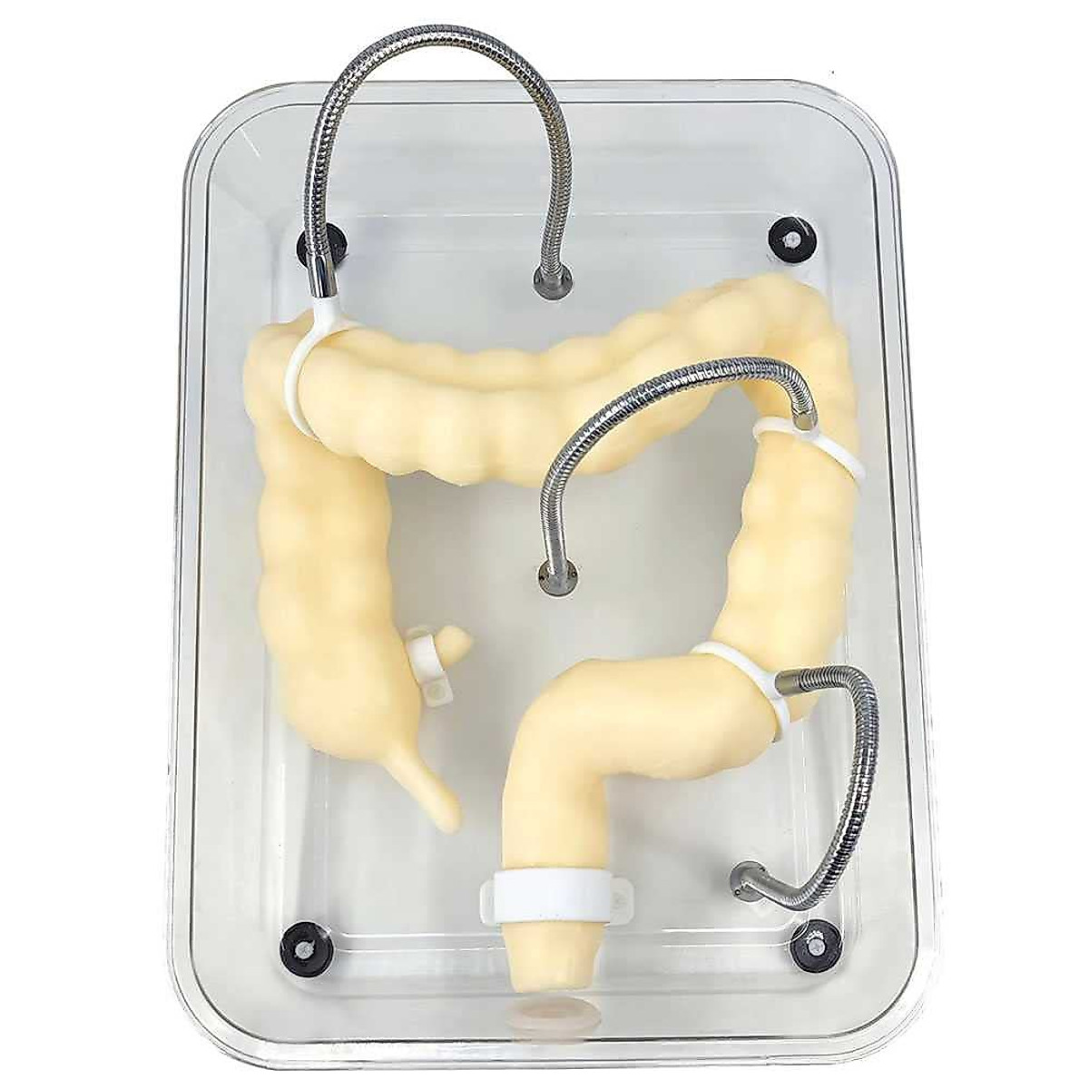 WFZY Medical Colon Model Soft Virtual Colonoscopy Training Model for Nursing Medical Training