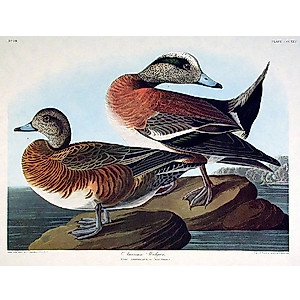 American Widgeon. From"The Birds of America" (Amsterdam Edition)