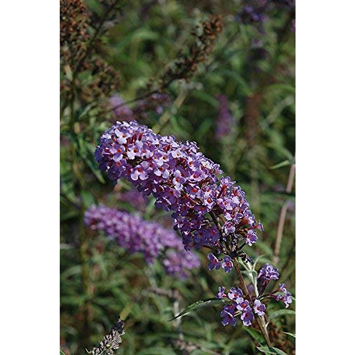 Buddleia Nanho Blue - 3 Live Plants - Blooming Butterfly Bush
