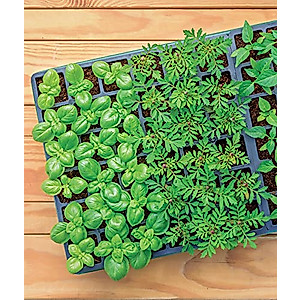 Burpee Greenhouse Indoor Starting Herbs, Flowers and Vegetables | Includes Dome, Watering, Seed Starter Tray, Coir Pellets | 10" W x 20" L x 5" H, One Size, 1 Kit (72 Cells)