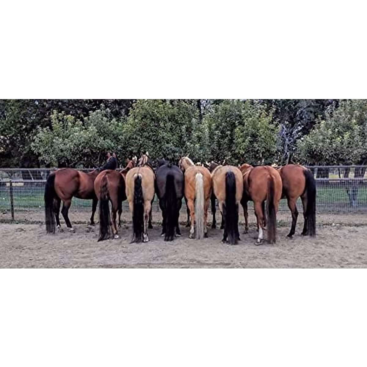 The Tail Boot-Tail Bag for All Equines (Large Black Swisher)