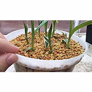 1358-White Dove/Egret Flower (Pecteilis,Habenaria radiata) Seeds by Robsrareandgiantseeds UPC0764425788737 Non-GMO,Organic,USA Grower,Historic plants,Showy,Bonsai,Exotic,Orchid,1358 Package of 5 Seeds