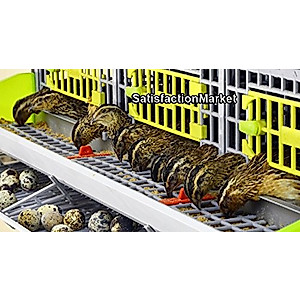 Quail Cage Two Compartment, The Patented Design, First in The World, Professional Quail Egg cage