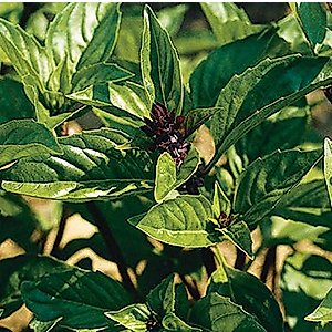 David's Garden Seeds Herb Basil Asian Cinnamon 8475 (Violet) 200 Non-GMO, Heirloom Seeds