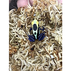 Josh's Frogs Bioactive Dart Frog Substrate Vivarium Bundle- Extra Large