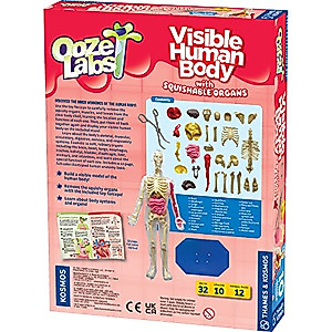 Thames & Kosmos Ooze Labs: Visible Human Body with Squishable Organs