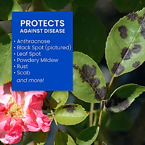 BioAdvanced 3-In-1 Insect, Disease and Mite Control, Ready-to-Use, 24 oz