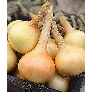 Walla Walla Sweet Spanish Onion Seeds for Planting, 300+ Seeds Per Packet, (Isla's Garden Seeds), Non GMO Seeds, Botanical Name: Allium cepa, Great Home Garden Gift