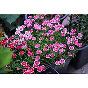 Cheddar Pinks Seeds Pink Dianthus Perennial Flower Ground Cover 100 Seeds