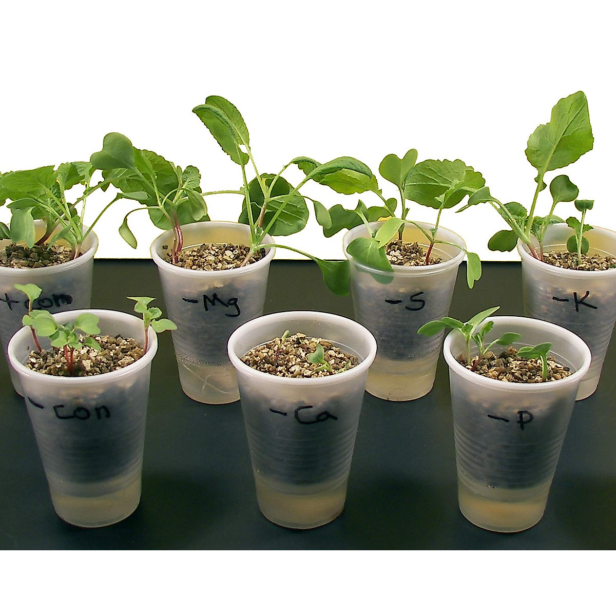 Plant Food: Nutrient Deficiency in Plants - Explore The Different Effects of Nutrient Deprivation in Plants - Small Group Learning - Experiment Kit - Innovating Science
