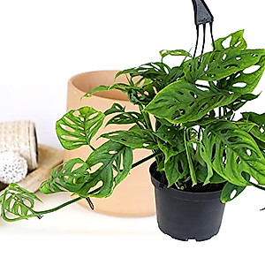 6" Swiss Cheese Plant Monstera Adansonii Live Plant Hanging Basket, Swiss Cheese Monstera Plant Live House Plants Indoors Live Plants Indoor Plants Live Houseplants Live Indoor by Plants for Pets