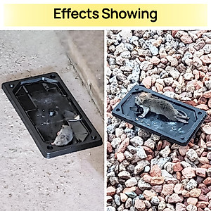 MEILEN Mouse Traps Indoor, Glue Traps for Mice and Rats, Super Heavier Rat Traps Large Size Pre-Scented Strengthen Sticky Mouse Traps for Home Safe for Children & Pets-12Packs