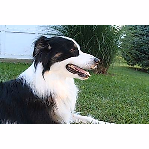 dog itchy skin relief - ALLERGY AND ITCH RELIEF FOR ALL DOGS - ANY SIZE - WITH TURMERIC AND QUERCETIN - IMMUNE BOOST - turmeric curcumin for dogs - 1 Bottle (75 Tablets)