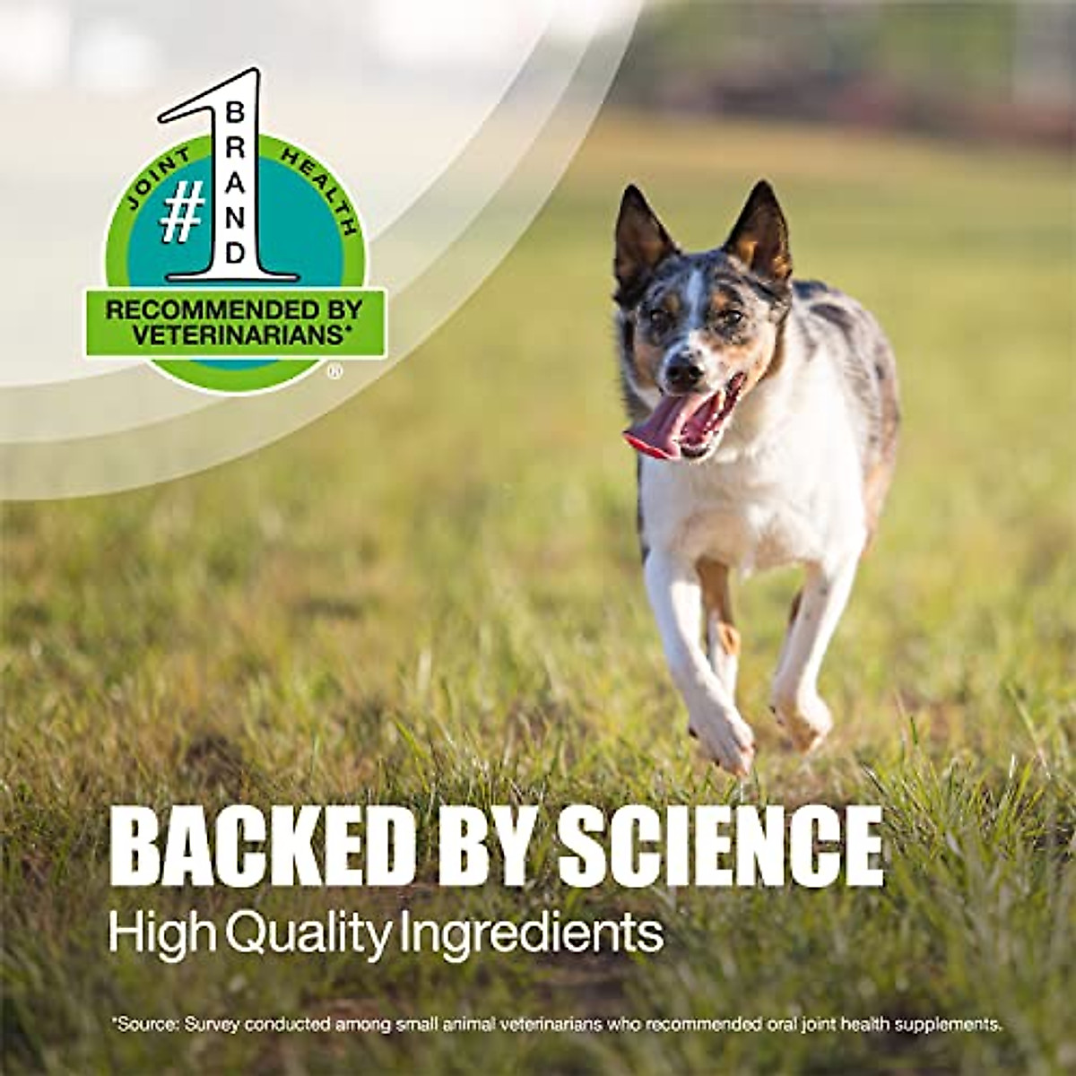 Nutramax Dasuquin with MSM Joint Health Supplement for Small to Medium Dogs - With Glucosamine, MSM, Chondroitin, ASU, Boswellia Serrata Extract, and Green Tea Extract, 84 Soft Chews