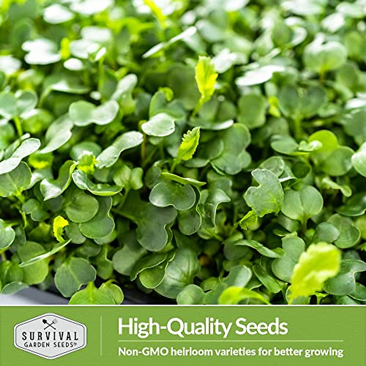 Survival Garden Seeds Radish Microgreens for Sprouting and Growing - Seed to Sprout Green Leafy Micro Vegetable Plants Indoors - Grow Your Own Mini Windowsill Garden - Non-GMO Heirloom Variety