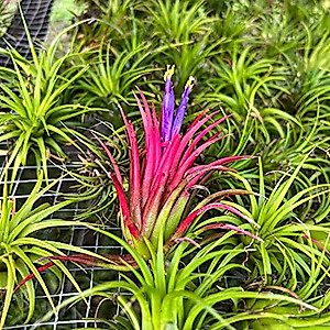 ragnaroc Air Plants - Tillandsia Ionantha Pack, Regular 1-3" - 12ct - Live Arrival Guaranteed - House Plants for Home Decor & Gift