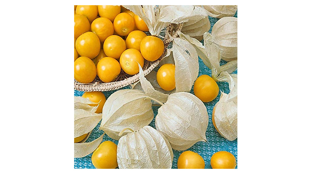 Grow Perennial Cape Gooseberry - Delicious Goldenberries for Your Garden