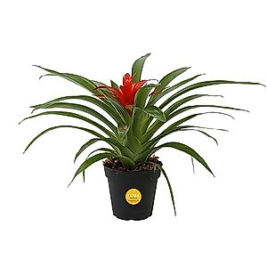 Costa Farms Bromeliad Live Plant, Live Indoor Flowering Plant, Houseplant Potted in Nursery Grower Pot Planter with Potting Soil Mix, Tabletop Room Decor, Grower's Choice, 12-Inches Tall