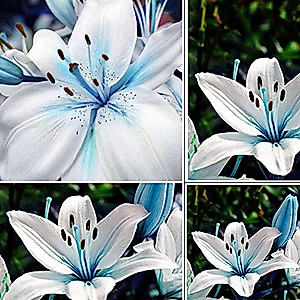 Blue Rare Lily Seeds for Yard Gardening Plant,50Pcs Blue Rare Lily Seeds Planting Lilium Flower Home Bonsai Garden Decor by Mosichi