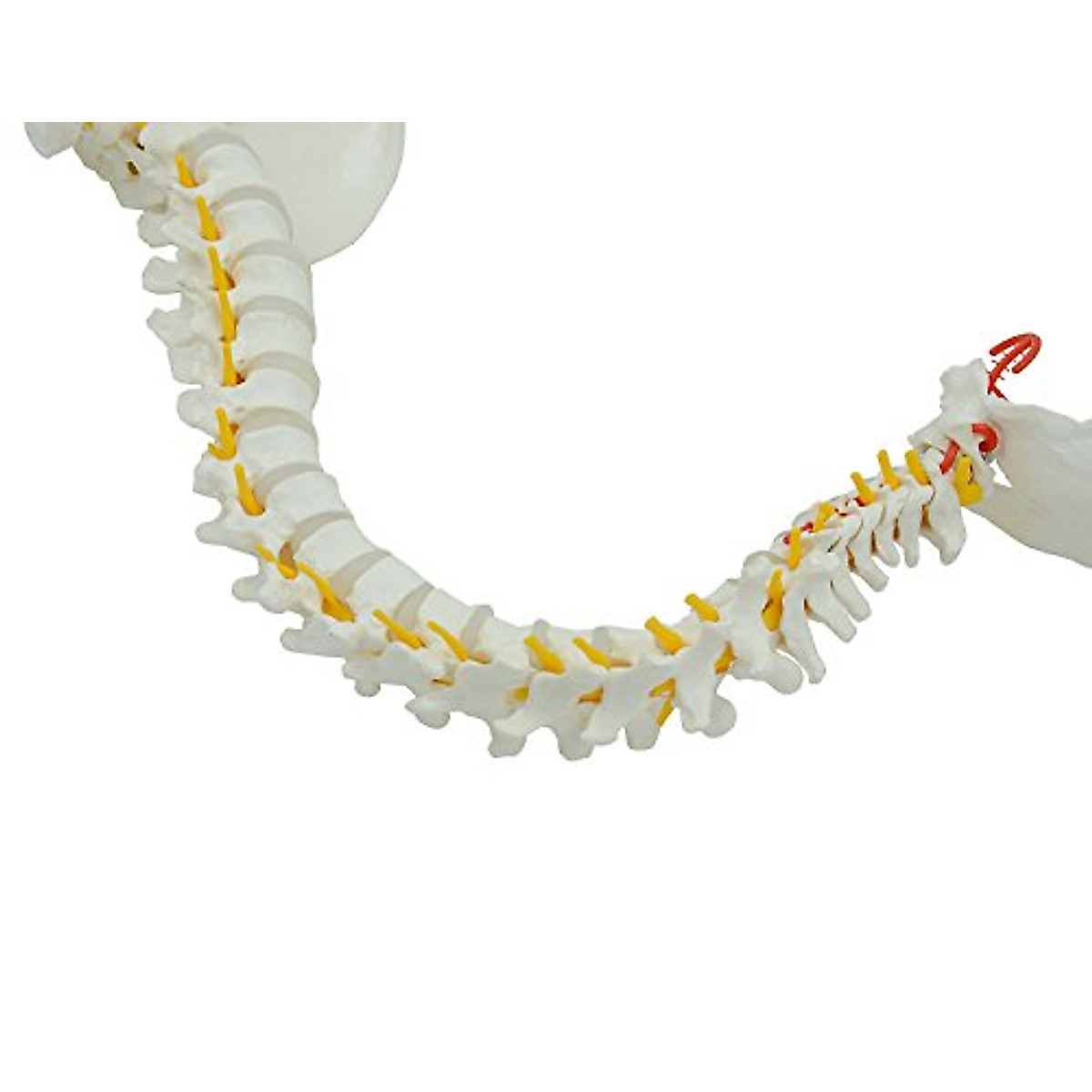 MonMed Life Size Vertebral Column Model with Spinal Nerves, Skull Base, and Pelvis – Flexible Spine Model with Stand