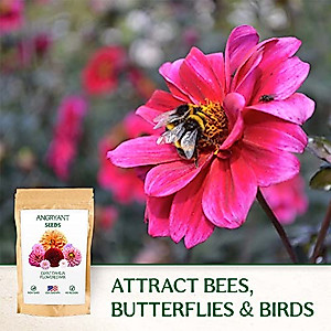 Giant Dahlia Flowered Mix - Beautiful Flowers Seeds for Planting Outdoors in Your Home Garden - 144+ Non GMO Seeds Per Packet - Mix Seeds to Attract Pollinators: Birds, Butterflies, and Bees