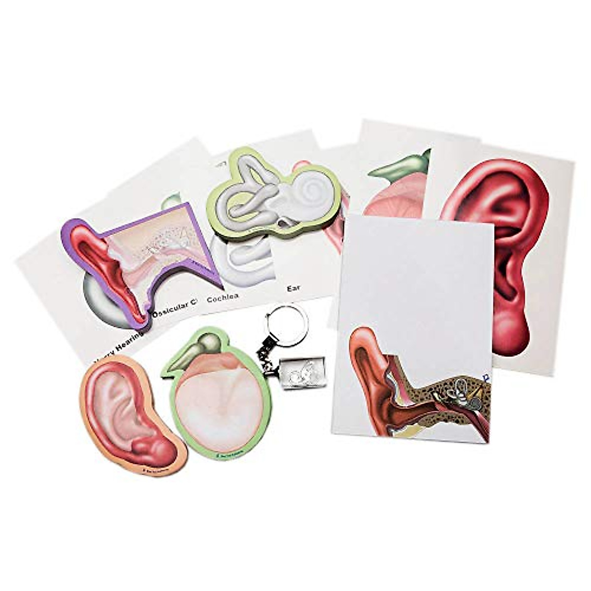 Hearing Gift Box Collection 2, 12 Pack for Audiologist, Students or Hearing Professional