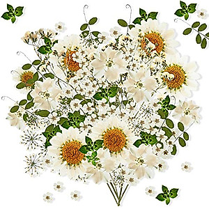 Nuanchu 81 Pcs White Dried Flowers Dried Pressed Flowers Leaves Natural Pressed Flowers White Pressed Flowers Larkspur Gypsophila for Resin Jewelry Scrapbooking Art Floral Decorations (White)