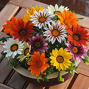 Outsidepride Gazania New Day Mix Heat & Drought Tolerant Garden Flower & Ground Cover Plants - 200 Seeds
