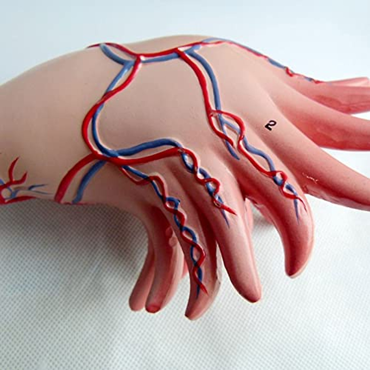 JUJNE Uterine Anatomy Model Ovarian Enlargement Model Skin and Genitourinary System Anatomical Educational Aid & Educational Materials for School