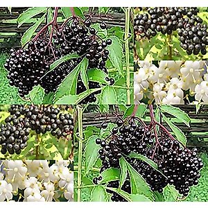 Big Pack - (1,000) American Elderberry Seeds - Sambucus Canadensis - Non-GMO Seeds by MySeeds.Co (Big Pack - Elderberry)