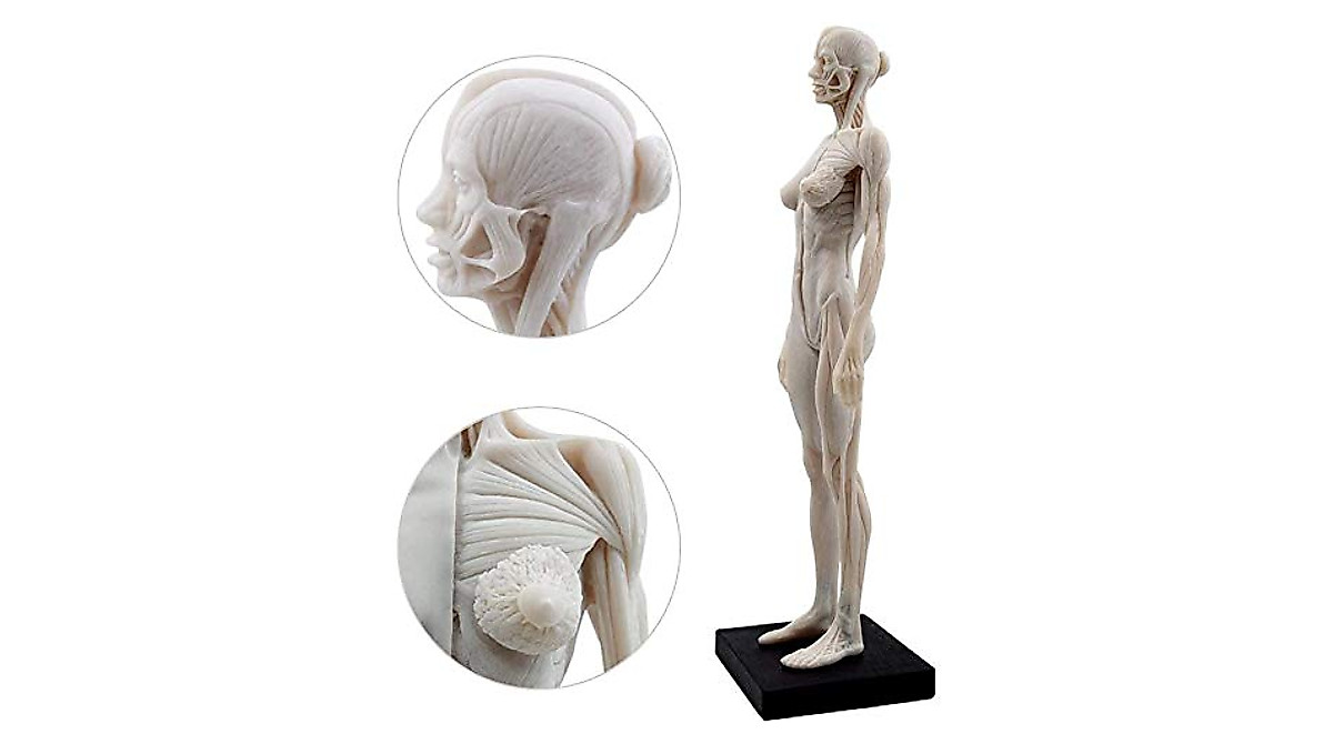 11-inch Female Anatomy Figure for Artists