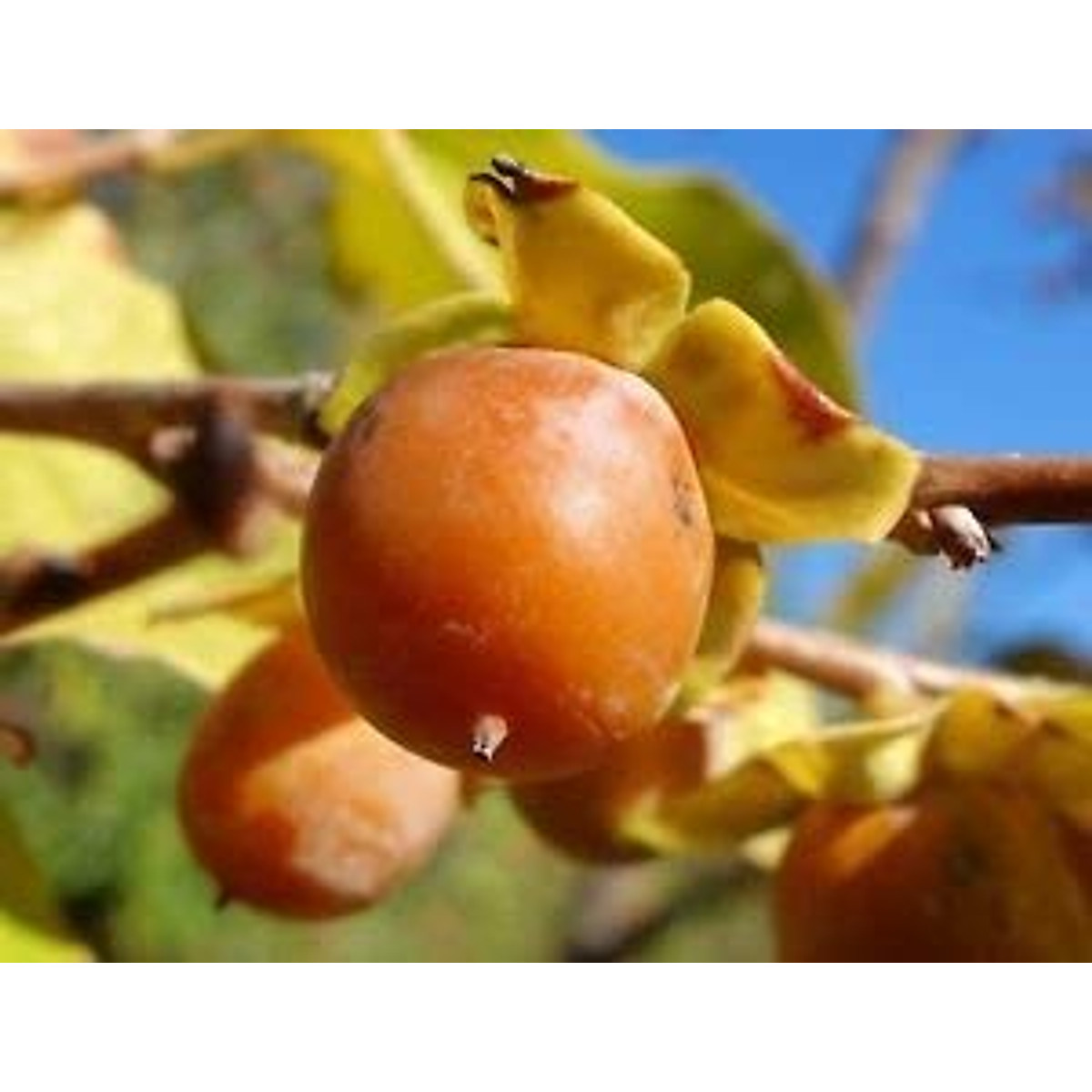Date Plum Persimmon Fruit Tree, 30+ Tree Seeds, Exotic & Rare, 80% Germination, (Isla's Garden Seeds), Non GMO & Heirloom Seeds, Scientific Name: Diospyros Lotus