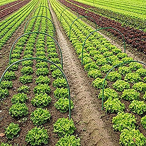 FOTMISHU 6Pcs(25.6" x 23.6") Greenhouse Hoops,Plant Support Stakes, Rust-Free Grow Tunnel 4.9ft Long Steel with Plastic Coated Support Hoops Frame for Garden Fabric, Plant Support Garden Stakes