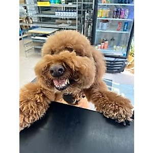 Dr Rose’s Gentle Earth Toothpaste for Pets | All Natural | Oganic | Veterinarian Formulated | Removes Tartar and improves Gum Health - 5oz Unflavored