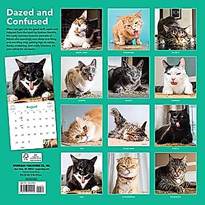 Cats on Catnip Wall Calendar 2021