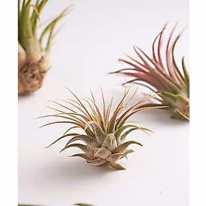 Shop Succulents Bromeliad Collection Hand Selected Variety of Tillandsia Ionantha, Purifying Live Indoor Air Plants