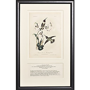 The purple-throated Hummingbird