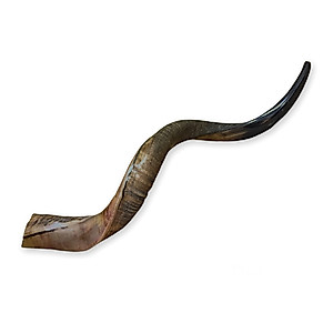 22"-24" Half Polished Half Natural Kudu Horn Shofar Kosher Israel Tradition