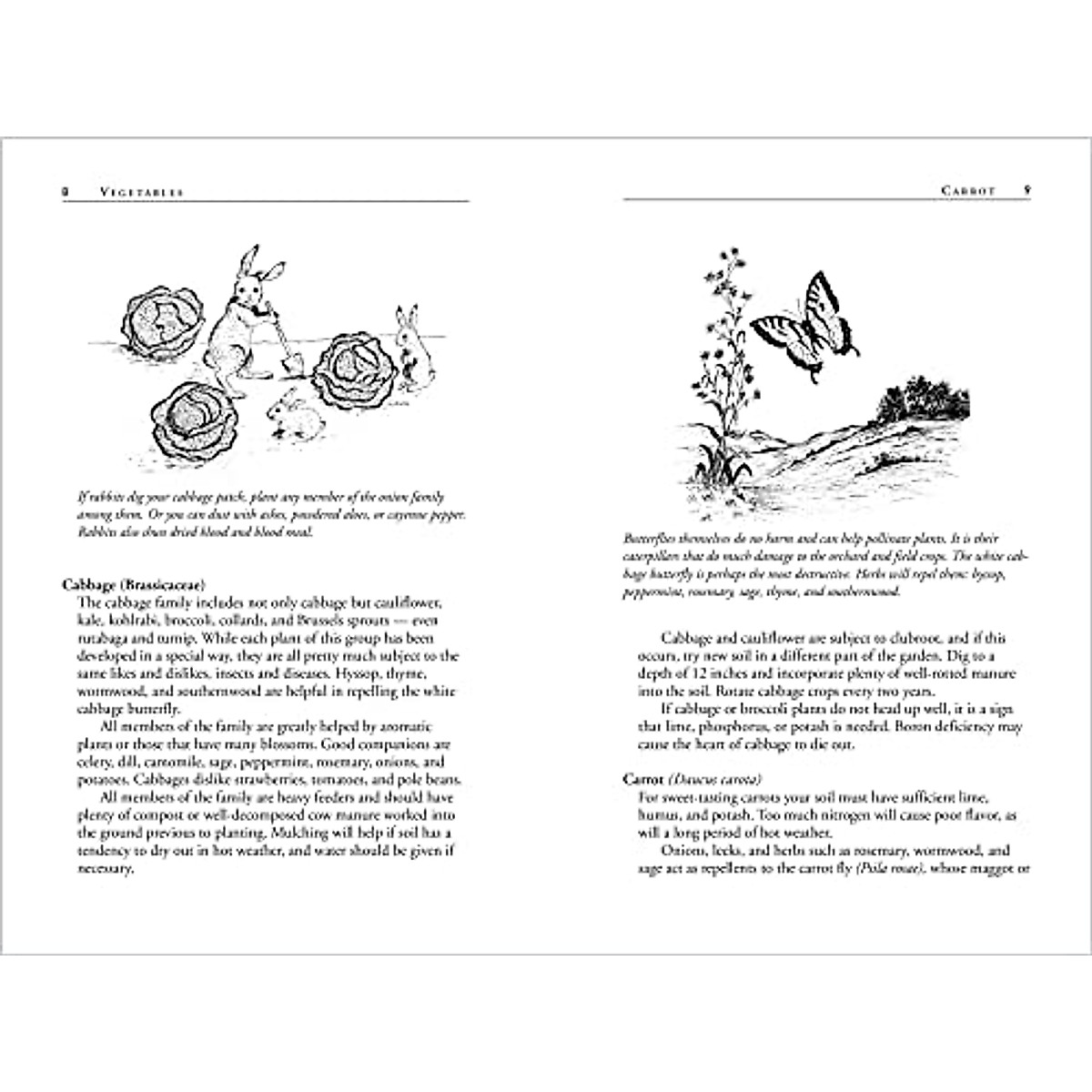 Carrots Love Tomatoes: Secrets of Companion Planting for Successful Gardening