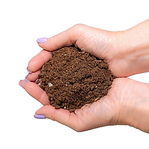 GARDENERA Money Tree Potting Soil, Soil Mix for Planting or Repotting Guiana Chestnut, Soil Blended to Properly Grow Money Tree Plants - (1 Quart Bag)