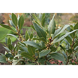 Bay Leaf Plant Live Sweet Bay Plant Tree 6 to 8 Inches Tall Planting Perennial Outdoors